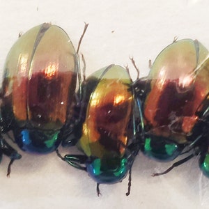 Pack of 5 Blue and Red Shiny Chrysomelidae Beetlefrom Vietnam, A ...