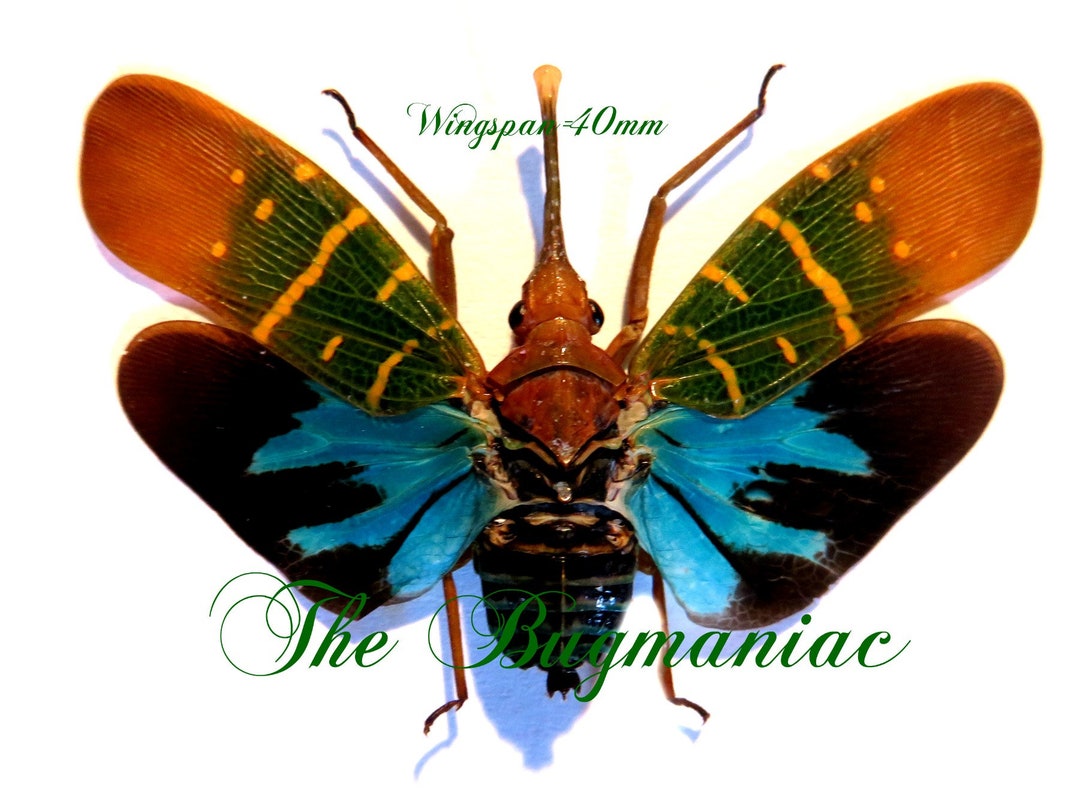 One Uncommon and Fantastic Lantern Bug Insects Saiva Transversolineata ...