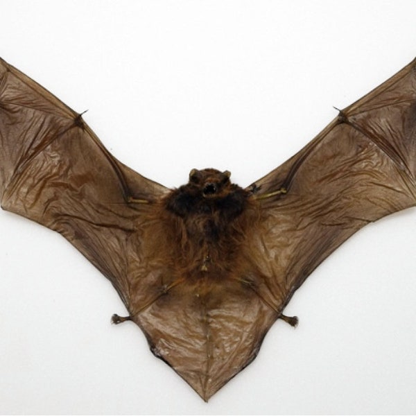 Bat Taxidermy - Etsy