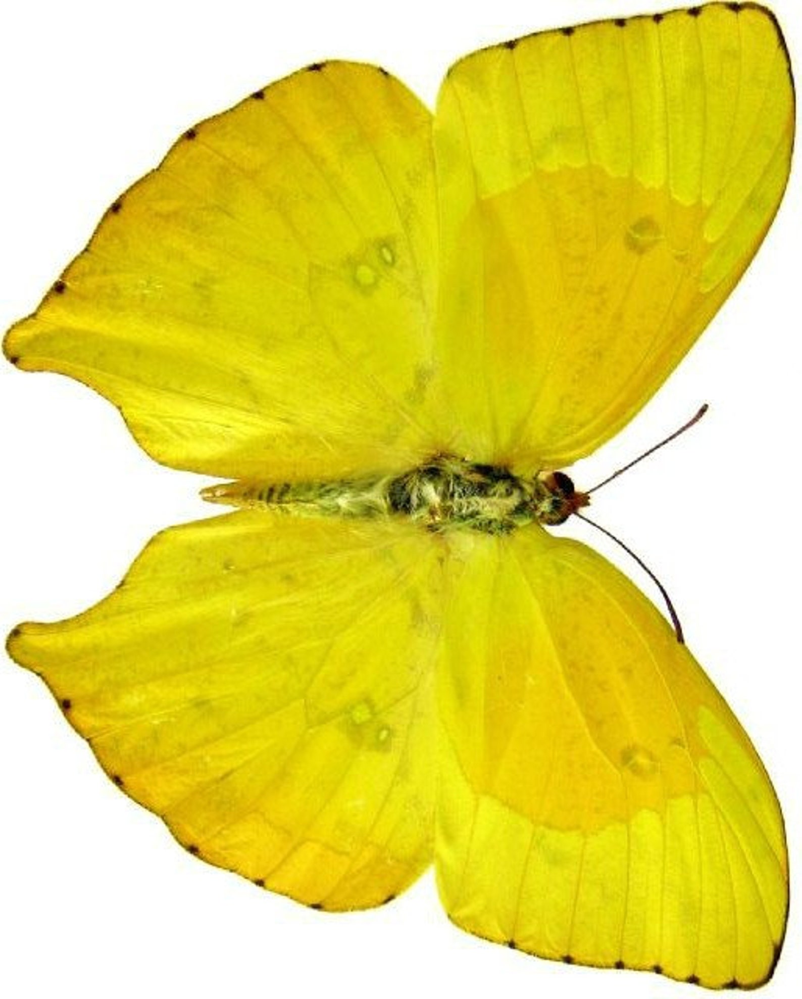 Pack of 3 Yellow Butterflies Phoebis Rurina, Pieridae ,UNMOUNTED A1 ...