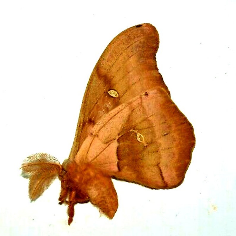 One Antheraea Polyphemus With Closed Wings, for All Yoour Taxidermy Art ...