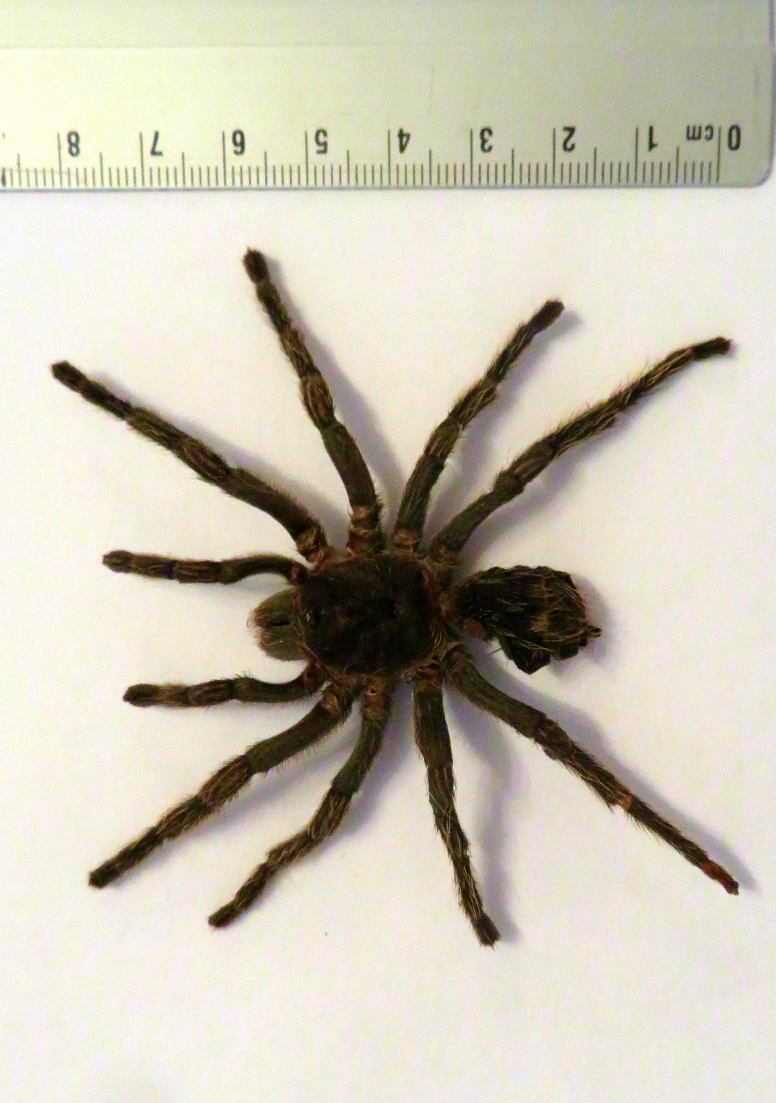 One Unspread Bird Eating Spider From Peru Hapalotremus Carabaya ...