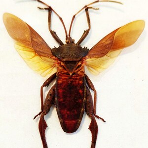 Pack of 2 Pair (2m and 2 Fem) Stink Bug With OPEN Wings From Kalimantan ...
