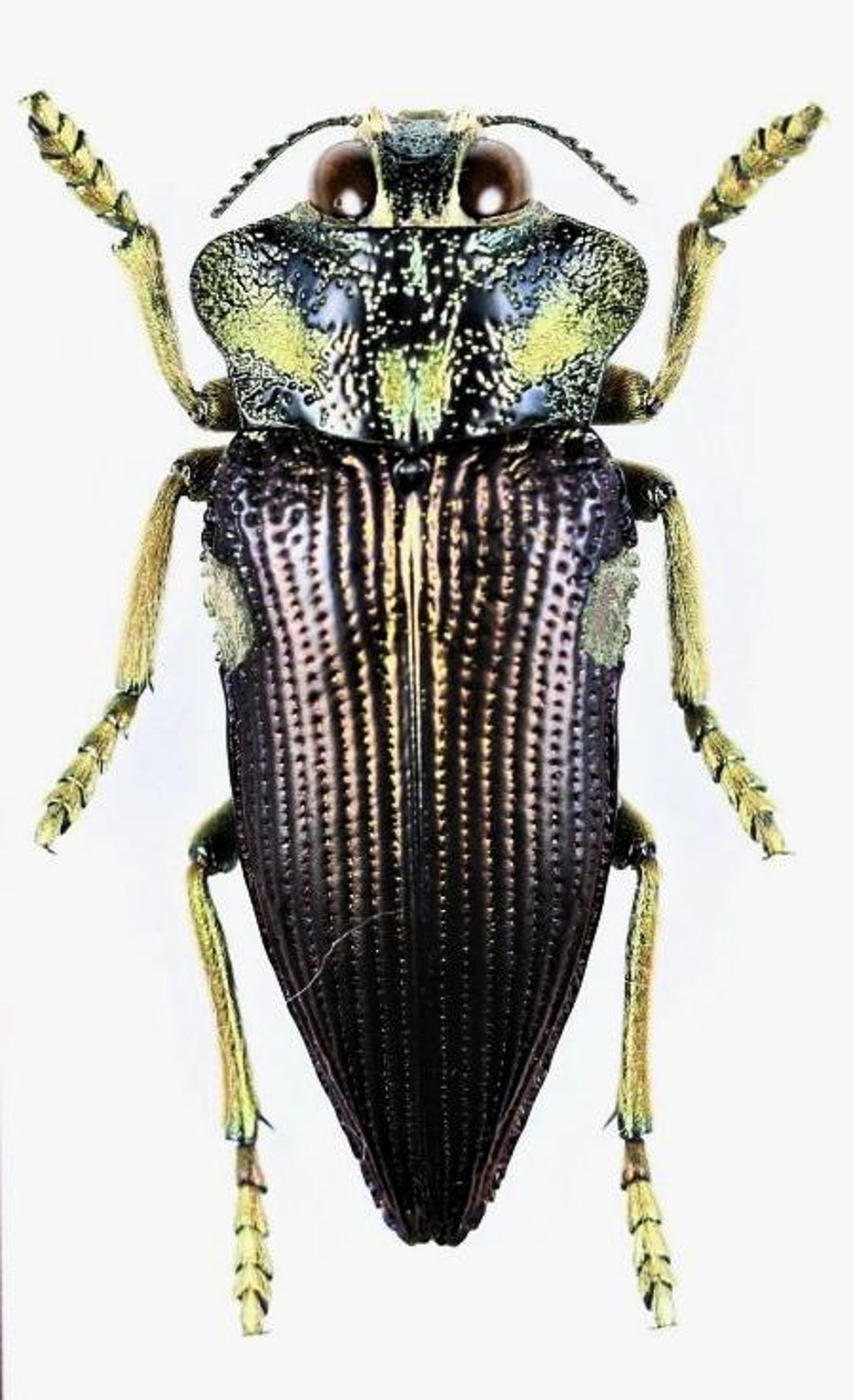 Pack of 2 Jewel Beetles Polybothris Expansicollis for All Your ...