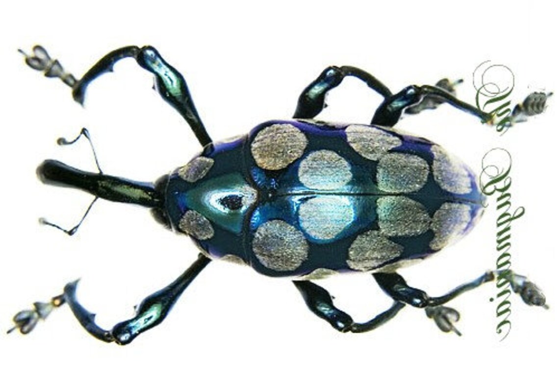 Pack of 2 Weevils Alcidodes Ocellatus Var. Semperi 20/25 Mm | Etsy