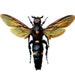 Pack of 5 Jewel Beetles Gelaeus Walkeri 20/30mm, for All Your Taxidermy ...