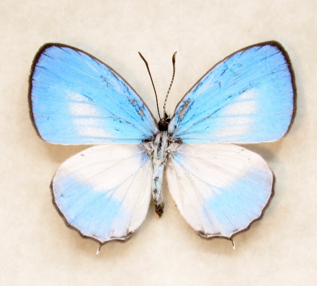 Pack of 3 Beautiful Butterflies Jamides Euchylas , Lycaenidae , Closed ...
