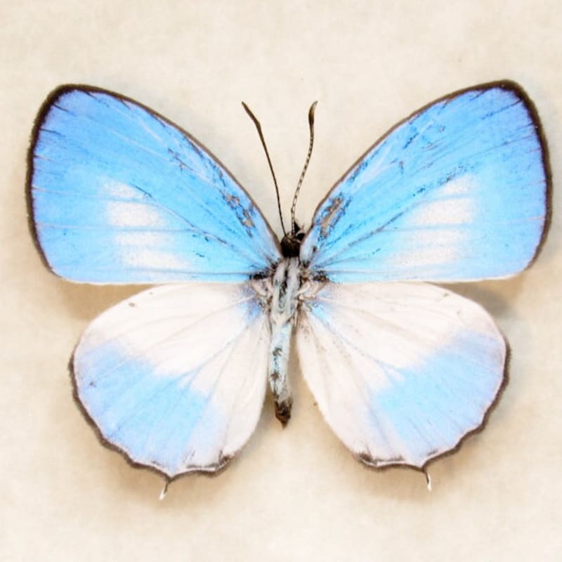 Alanscollectibles - Etsy