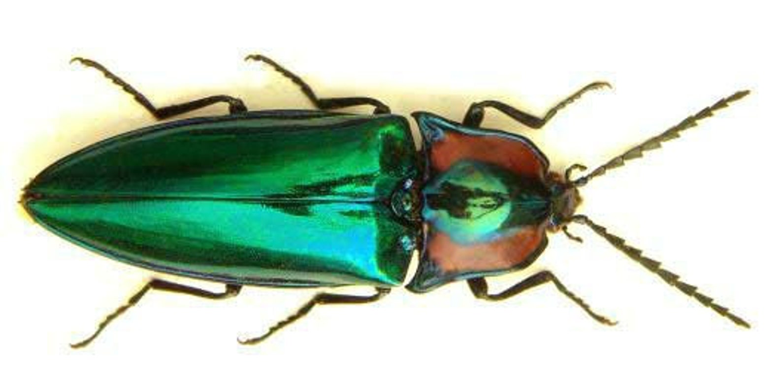 Pack of 5 Very Beautiful Click Beetles Campsosternus Gemma for - Etsy