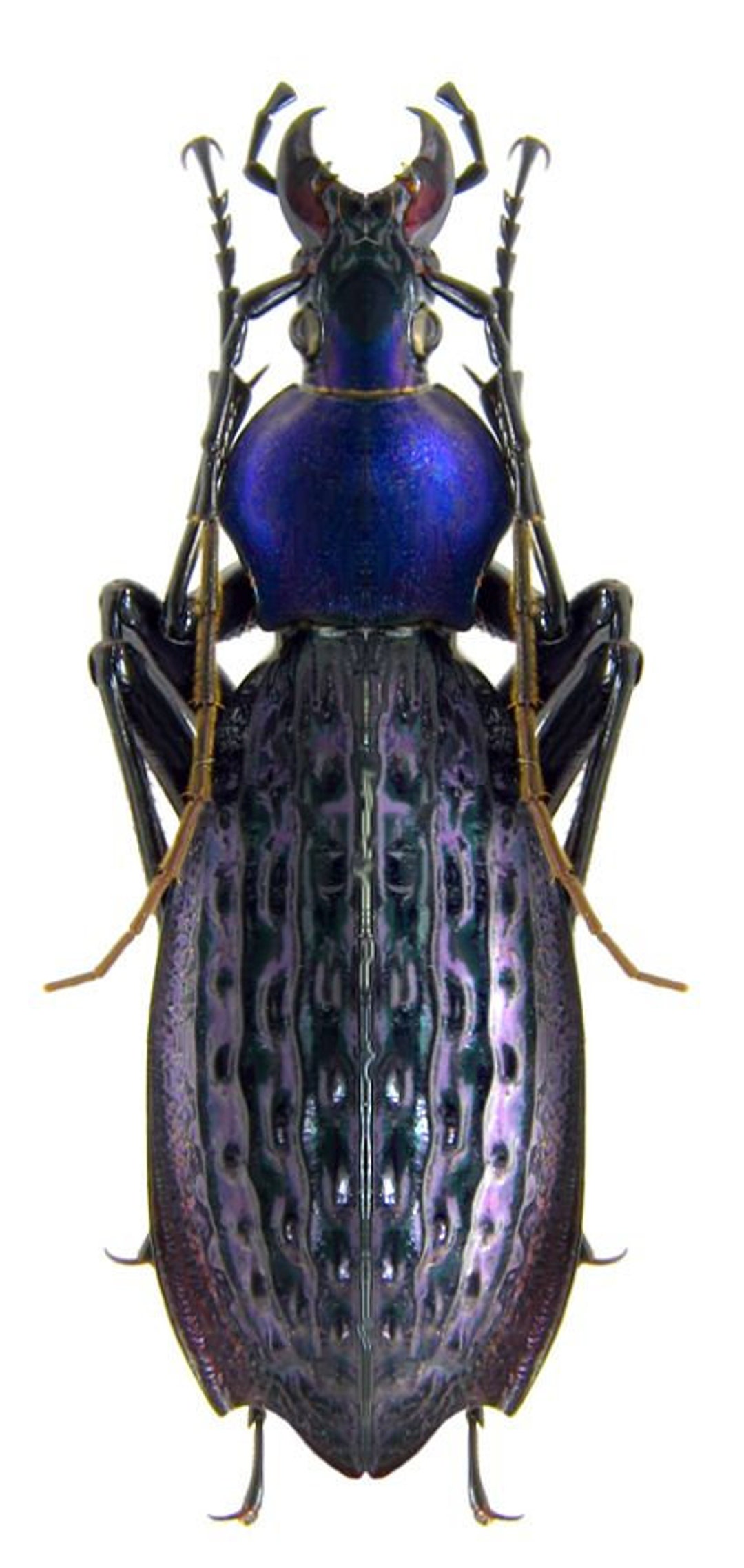 One Fantastic Pack of Two Ground Beetles Apotomopterus Arrowi From ...
