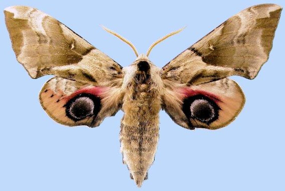 Two Nice Hawk Moths Smerinthus Planus , Sphingidae, Closed Wings A1/aa ...