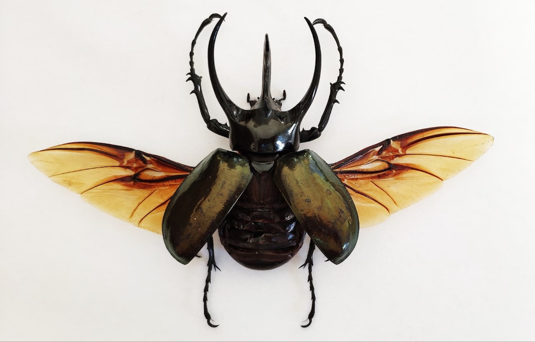 One Huge Rhinoceros Beetle Chalcosoma Chiron Chiron 95/105MM OPEN WINGS ...