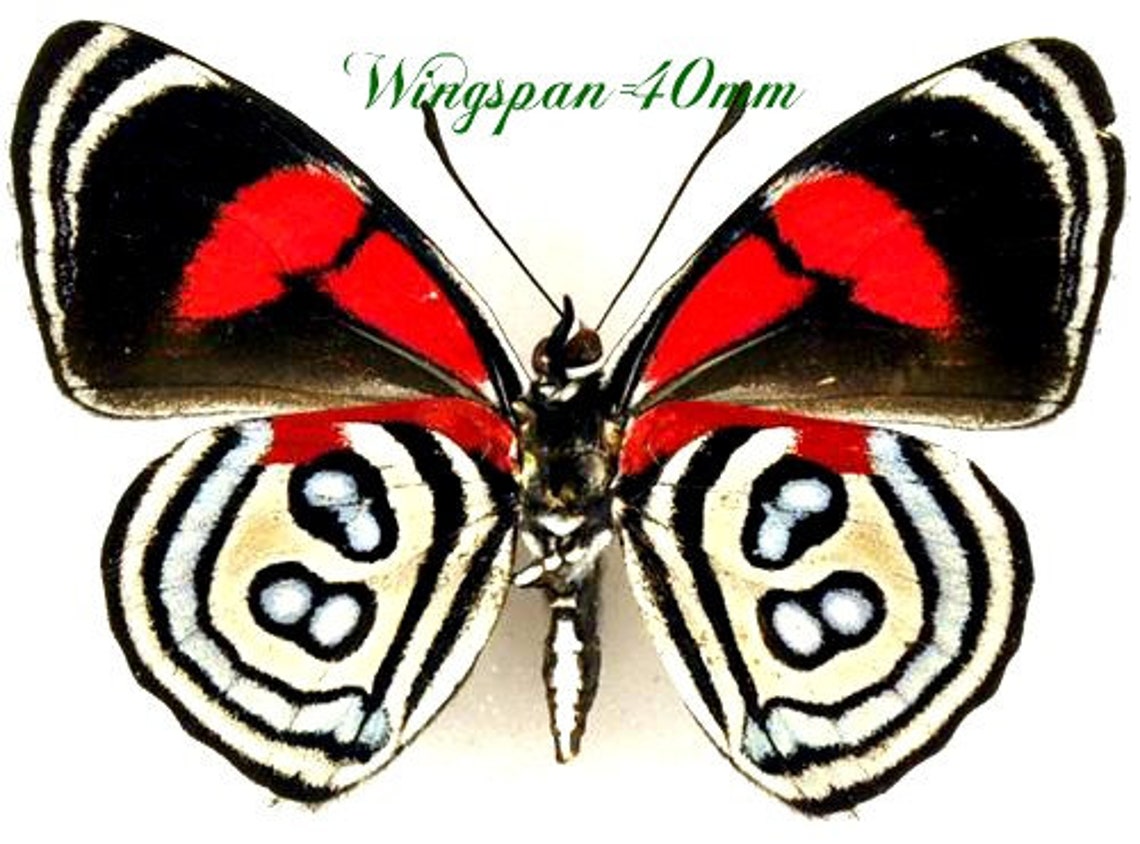 Set of 3 Butterflies Catacore Kolyma Pasithea With Closed Wings for All ...