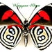 Set of 3 Butterflies Catacore Kolyma Pasithea With Closed Wings for All ...