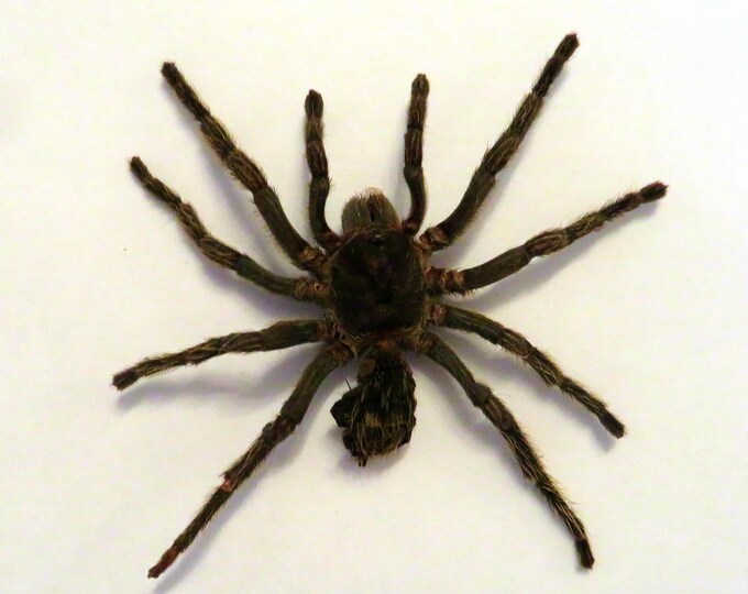 One Unspread Bird Eating Spider From Peru Hapalotremus Carabaya ...