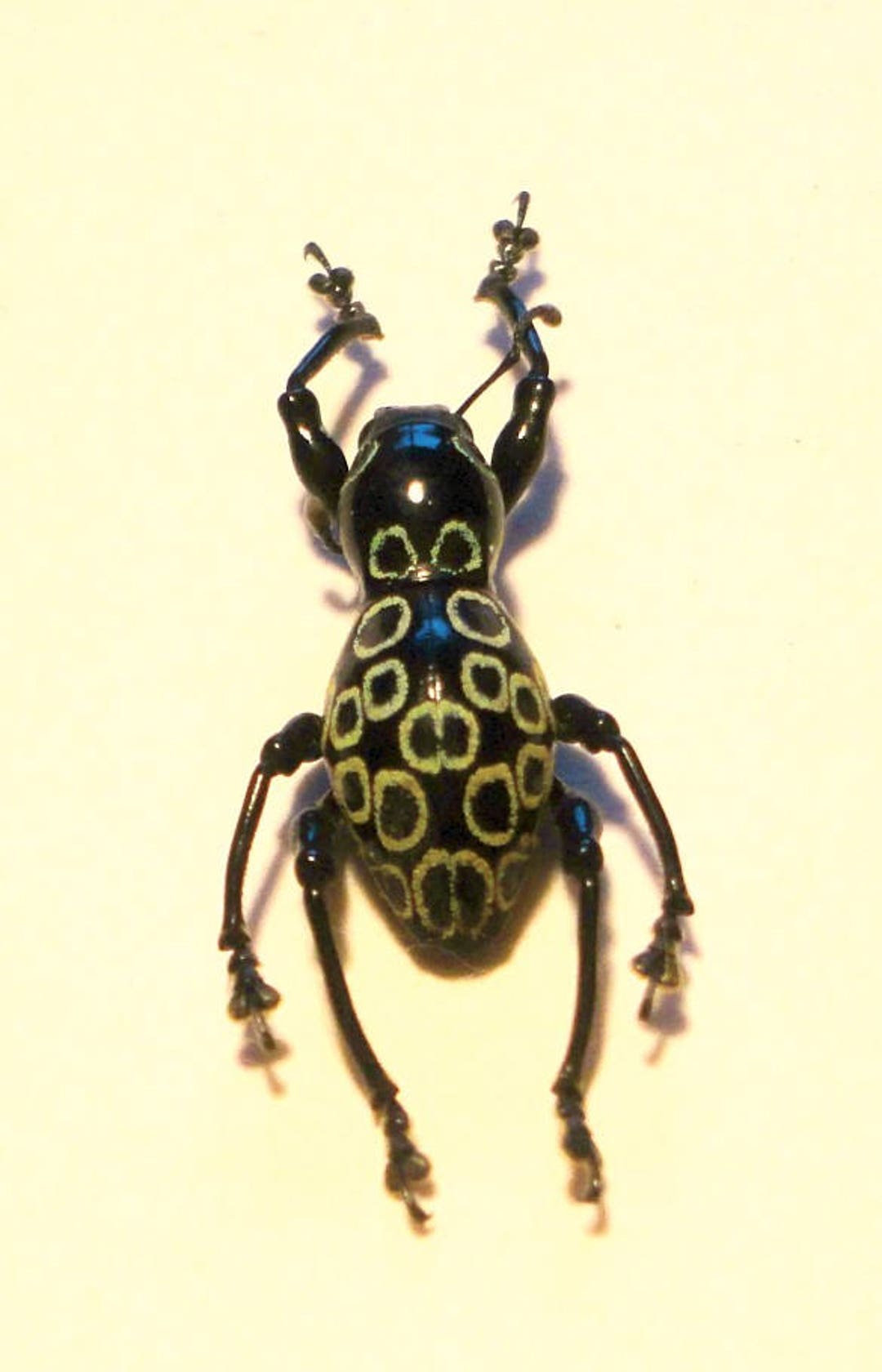 Pack of 4 Beautiful Weevils Beetles Pachyrrynchus Congestus - Etsy