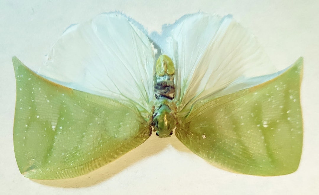 Pack of 4 colorful flatidae leafhoppers colobesthes falcata green form ...