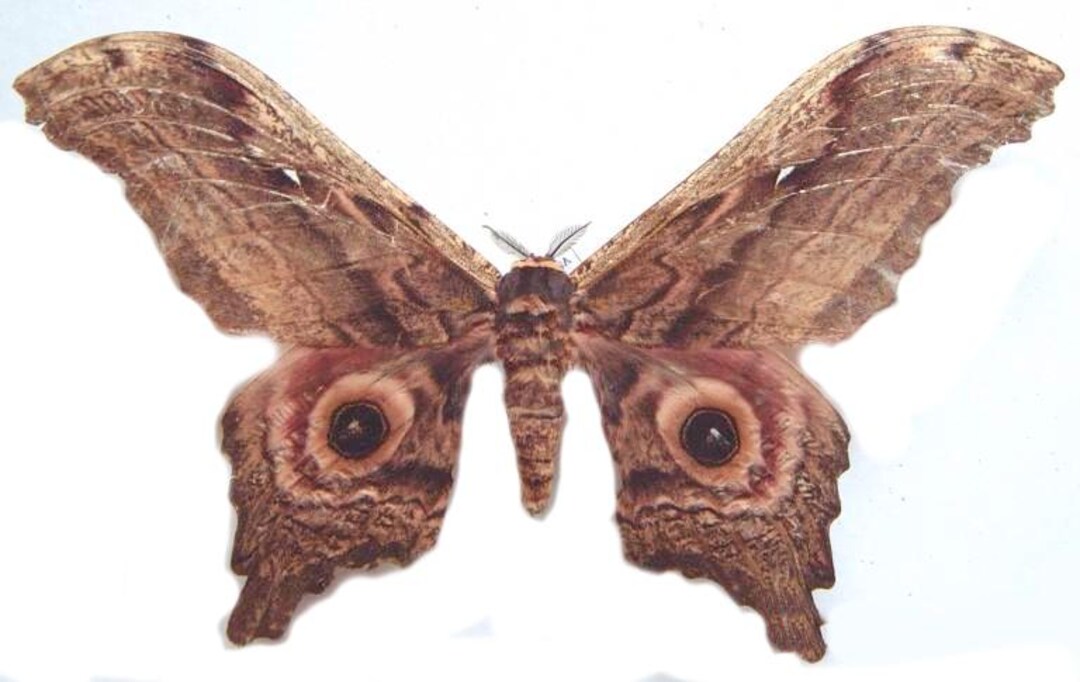 One LARGE Silk Moth Male Athletes Nyanzae Aa- From Togo Wings Closed ...