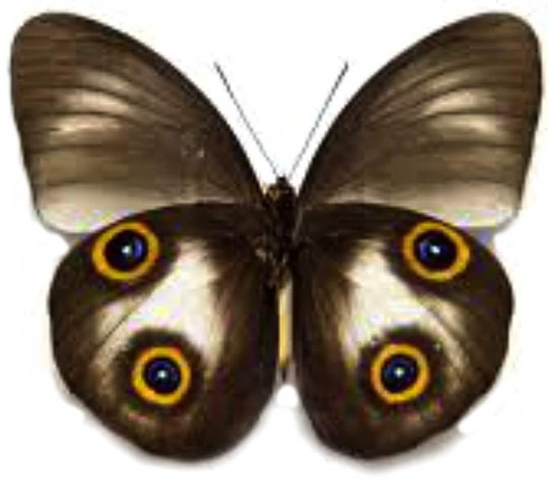 Pack of One Male and One Female Taenaris Urania Aa- With Closed Wings ...