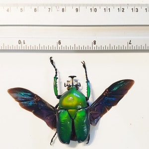 One Male With OPEN WINGS of the African Scarab Beetle Dicronorhina ...
