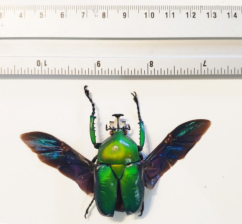 One Male With OPEN WINGS of the African Scarab Beetle | Etsy