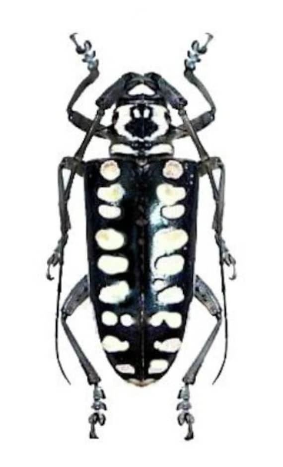 Colorful Horned Beetle