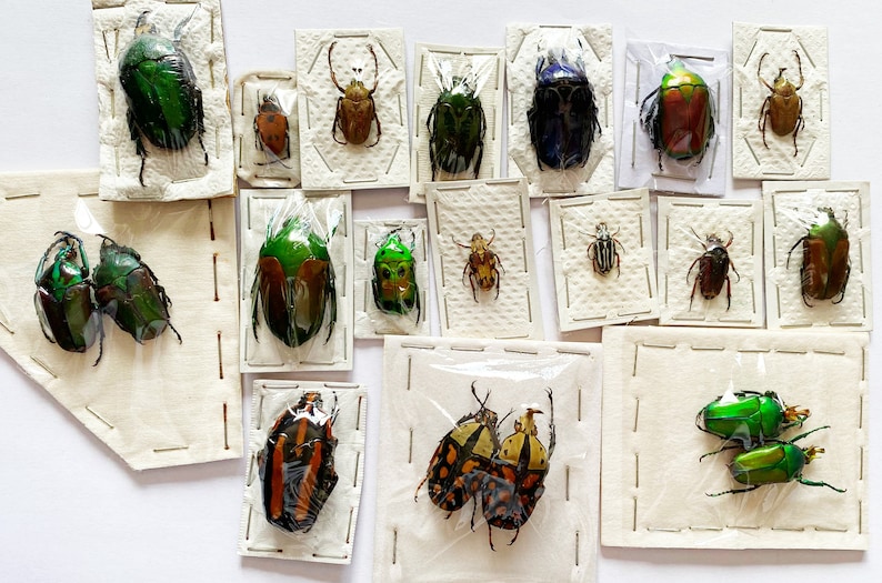 SPECIAL OFFER : Set of 20 Colorful Flower Beetles Cetonidae for the ...