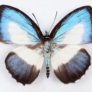 Pack of 4 Beautiful Butterflies Danis Danis Apollonius, Lycaenidae ...