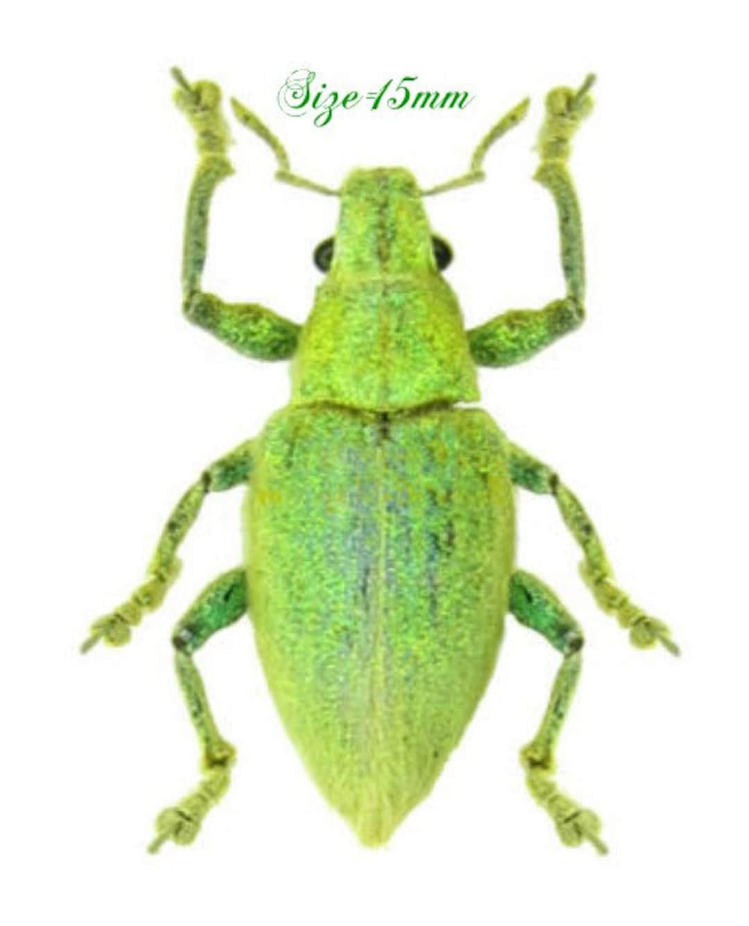 Pack of 10 Weevil Beetles Hypomeces Squamosus for All Your Taxidermy ...