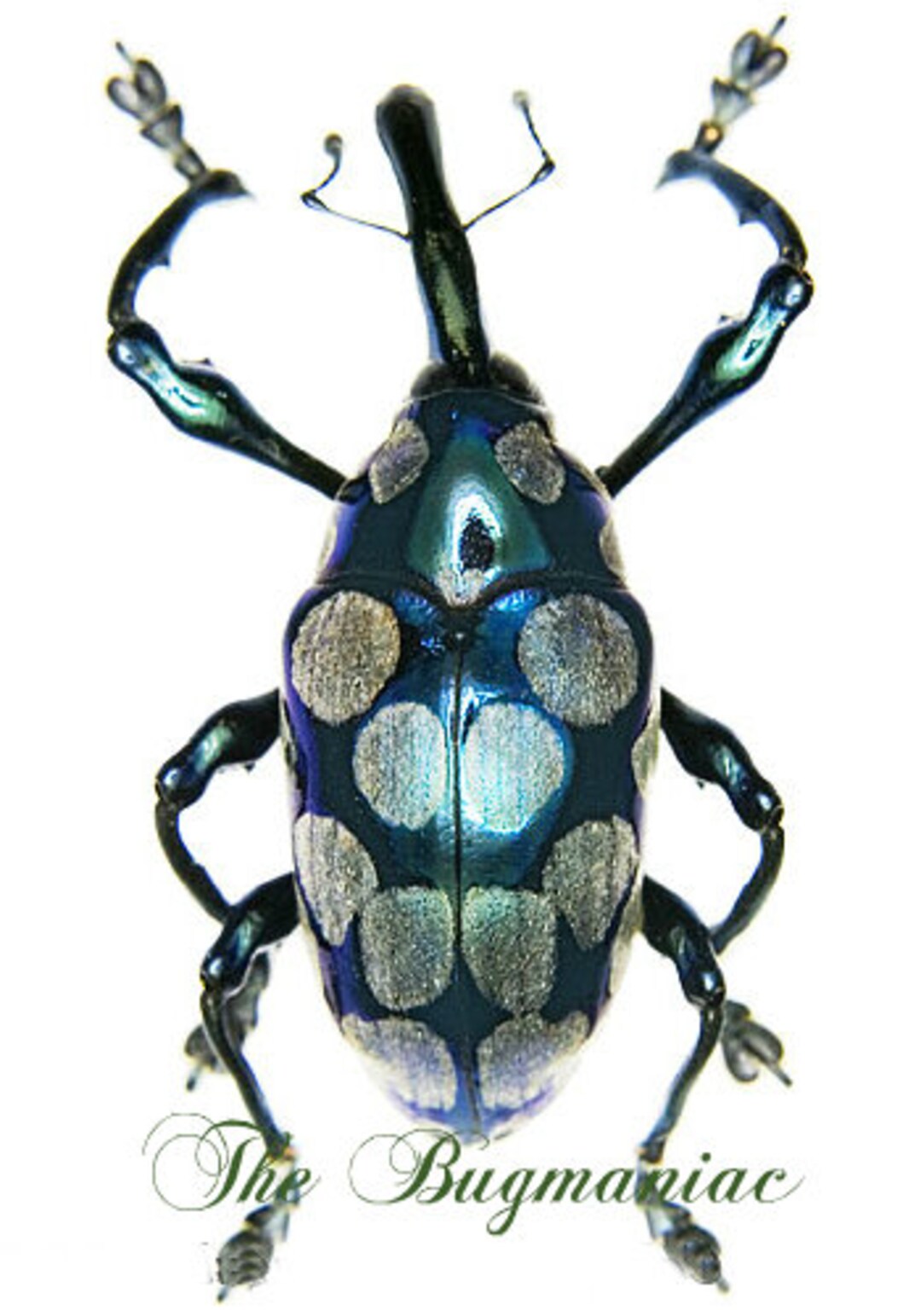 Pack of 2 Weevils Alcidodes Ocellatus Var. Semperi 20/25 Mm Aa- for All ...