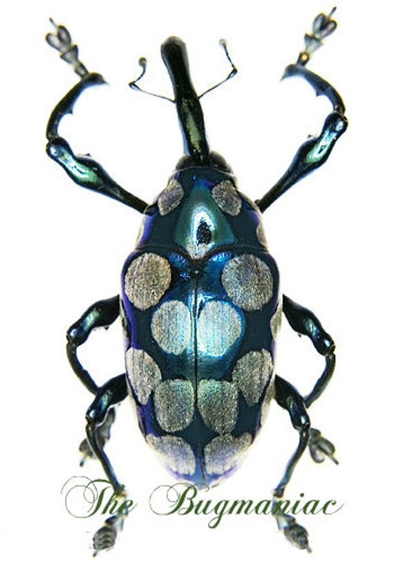 Pack of 2 Weevils Alcidodes Ocellatus Var. Semperi 20/25 Mm | Etsy