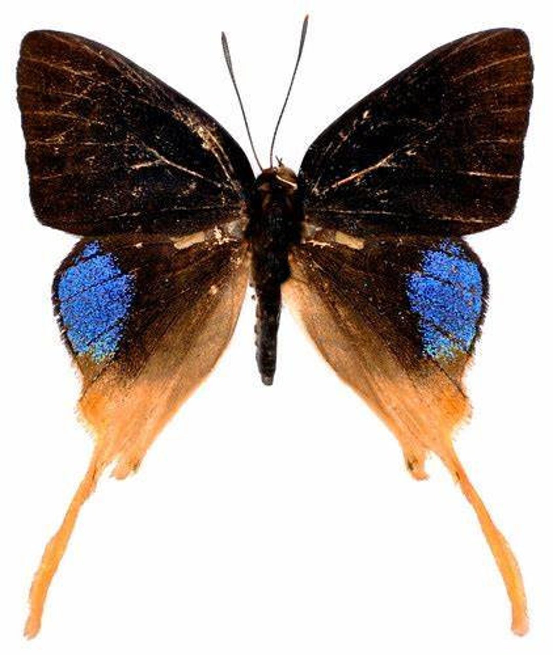 Pack of 4 Beautiful Butterflies Bindahara Phodices, Lycaenidae , Closed ...