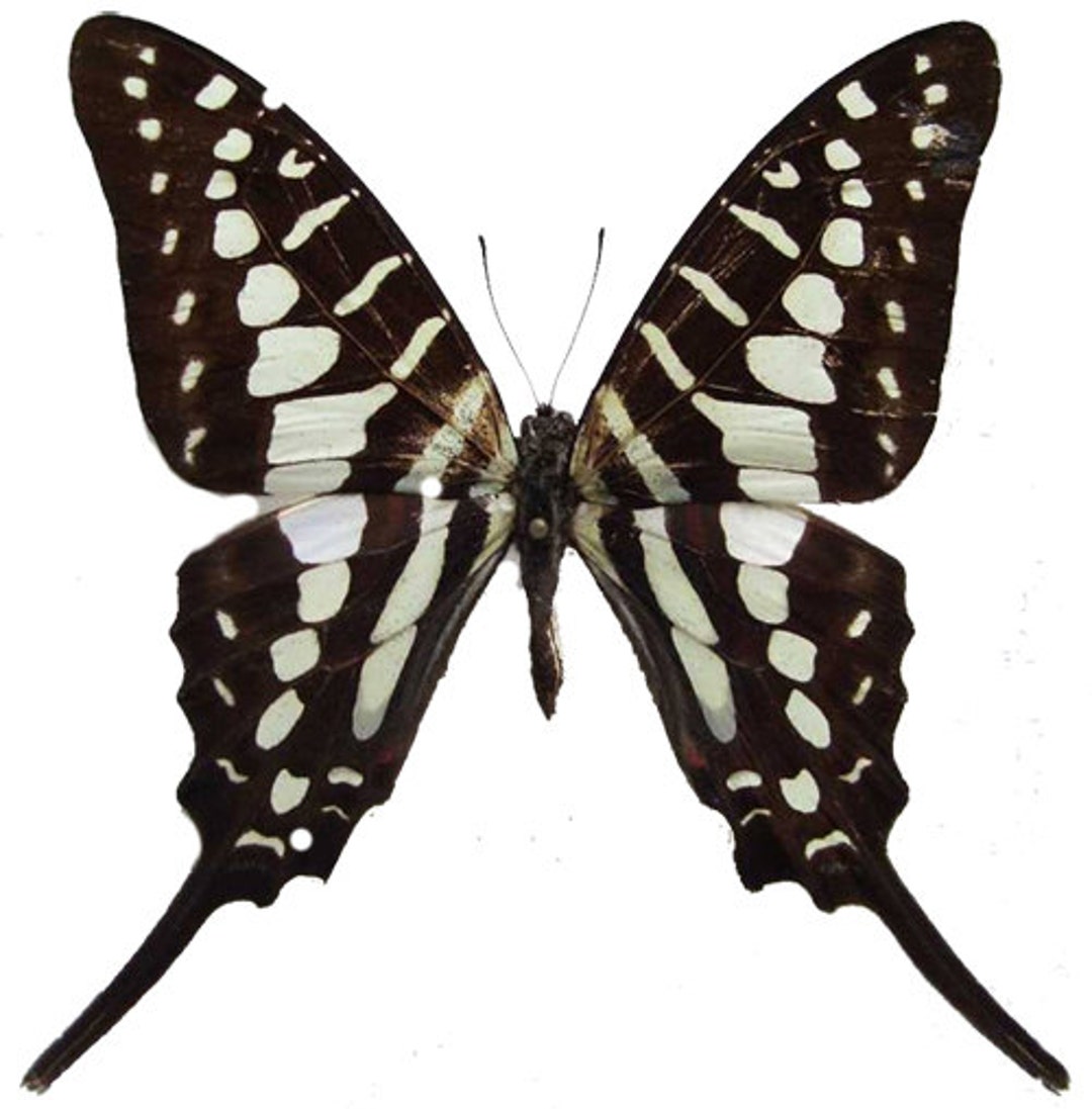 Pack of 2 Swallowtail Graphium Policenes WS 8omm ,wings Closed A1 /aa ...