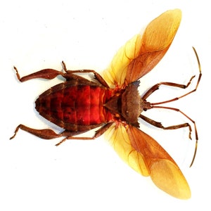 Pack of 2 Pair (2m and 2 Fem) Stink Bug With OPEN Wings From Kalimantan ...