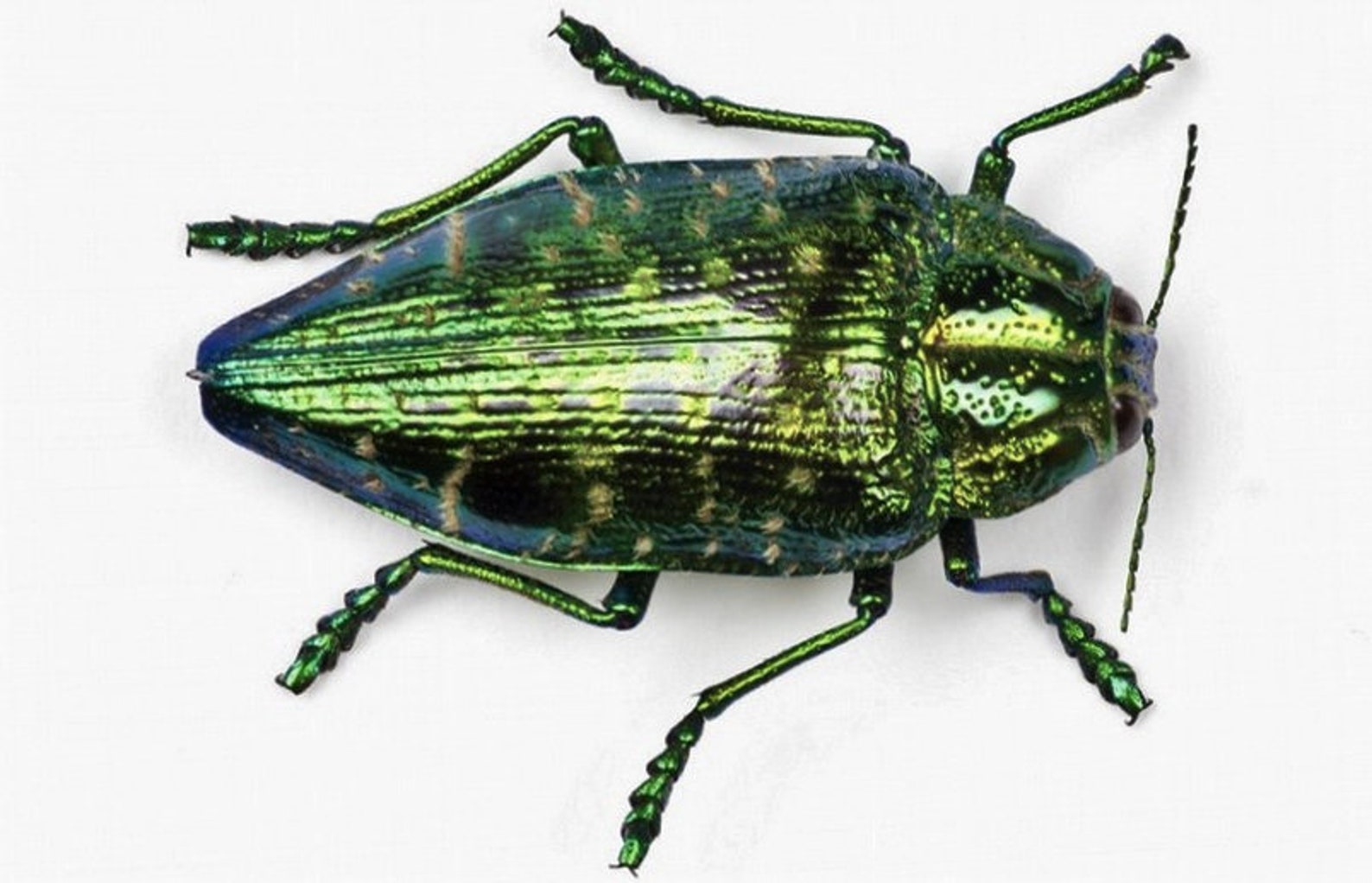 Pack of Two Jewelbeetles Polybothris Sumptuosa Sumptuosa , for All Your ...