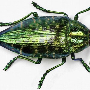 Pack of Two Jewelbeetles Polybothris Sumptuosa Sumptuosa , for All Your ...
