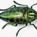 Pack of Two Jewelbeetles Polybothris Sumptuosa Sumptuosa , for All Your ...
