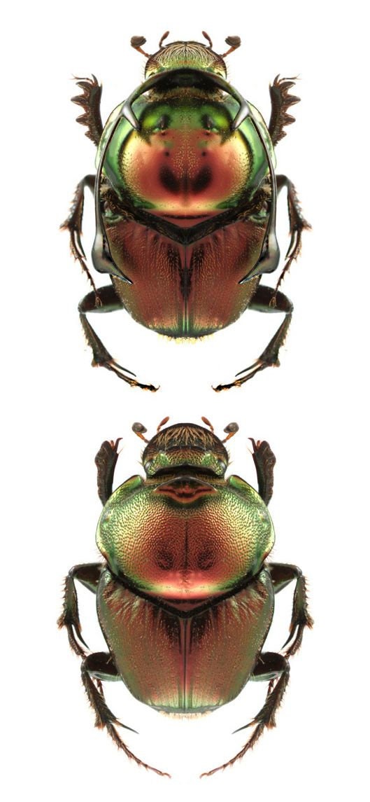 Pack of 10 Scarab Beetles Proagoderus Rangifer M and F According ...