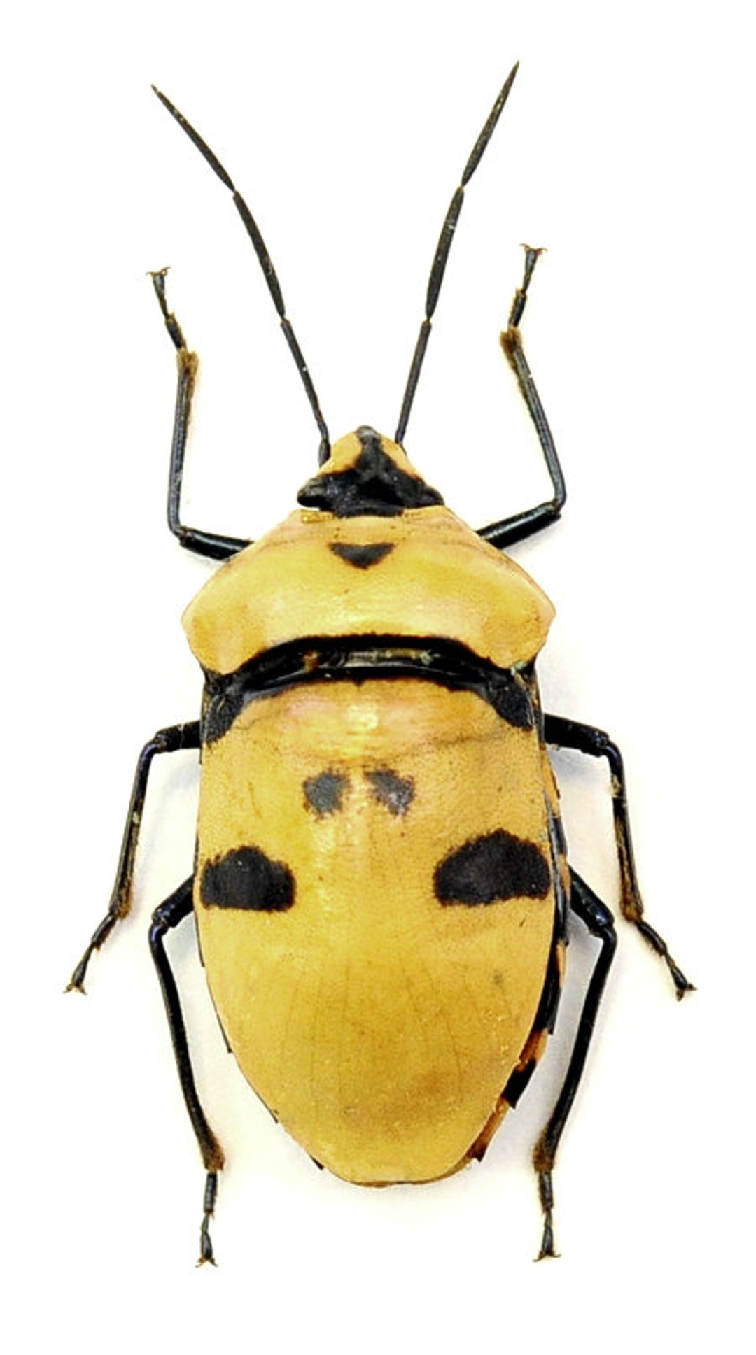 Pack of 5 Colorful Stink Bug Eucorysses Grandis Aa- , for All Your ...
