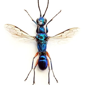 Pack of two spectacular cockroach wasps ampulex erythropus SPREAD for ...