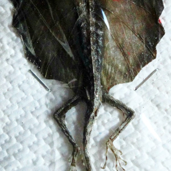 Spread Flying Lizard - Etsy