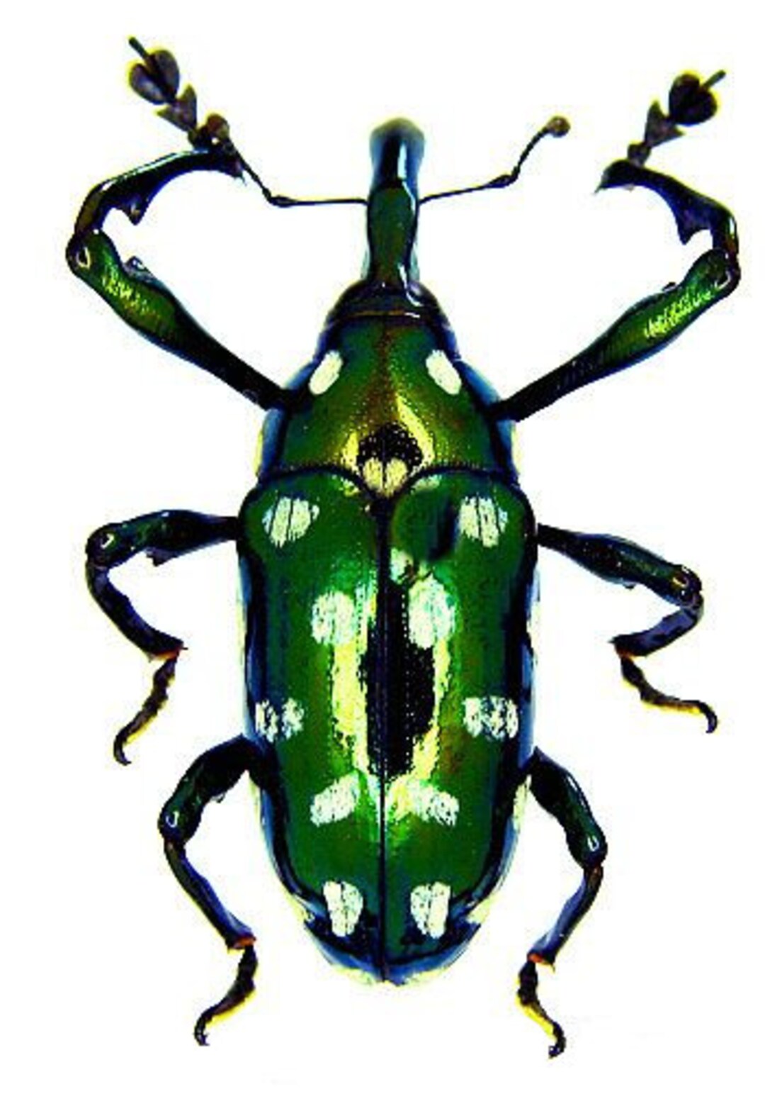 Pack of 2 Beautiful Weevils Alcidodes Subcuprinus Mm Aa for All Your ...