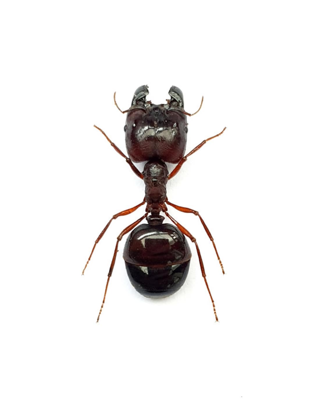 Pack of 3 SOLDIER ANTS Carebara Diversa From Sulawesi SPREAD , for All ...