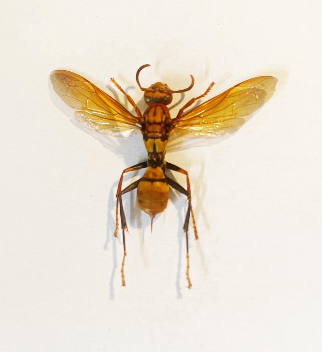 Pack of 3 Golden Vespa Ssp From Sulawesi Indonesia SPREAD for All Your ...