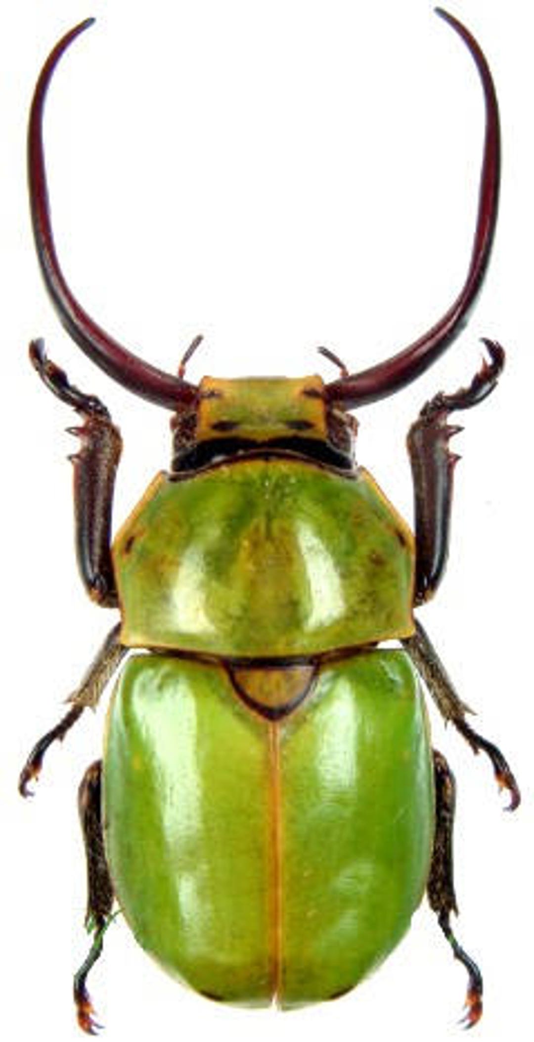 Pack of 10 Scarab Beetles Unspread Kibakoganea Tamdaoensis for All Your ...