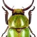 Pack of 10 Scarab Beetles Unspread Kibakoganea Tamdaoensis for All Your ...