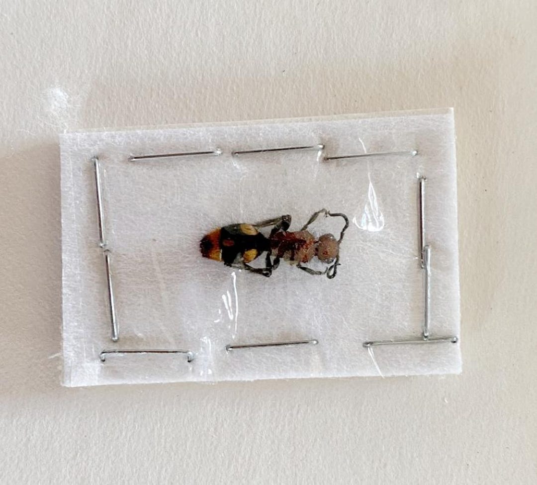 Collectors Item : A Cow Killer Velvet Ant From Madagascar Aureotilla ...