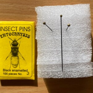 Pack of 2 Very Beautiful Click Beetles Campsosternus Latiusculus for ...