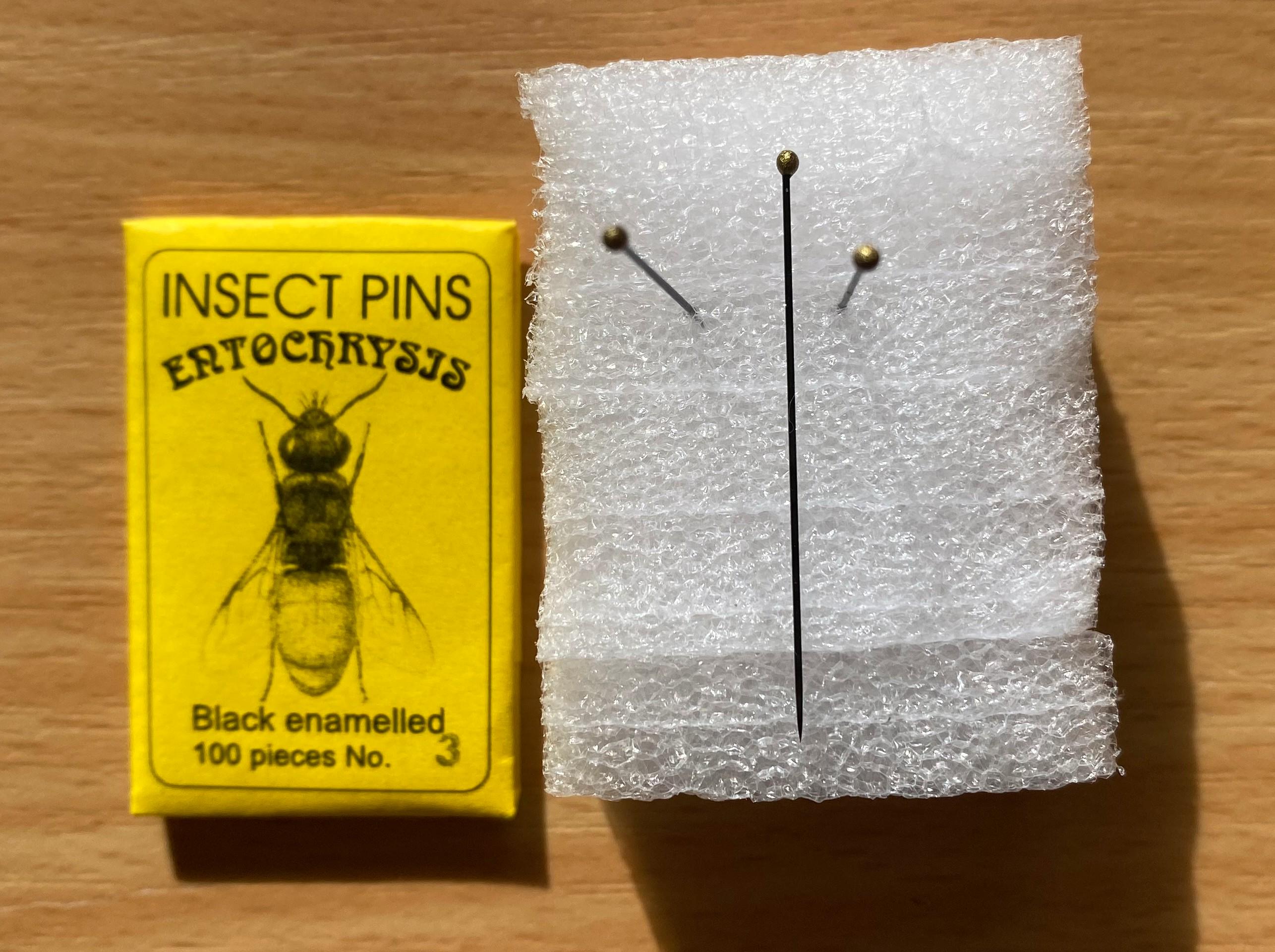 Pack of 2 Very Beautiful Click Beetles Campsosternus Latiusculus for ...