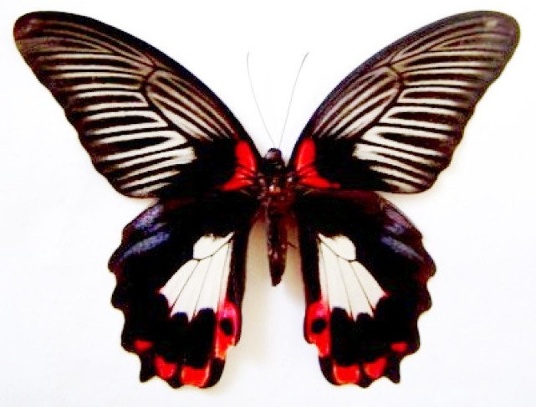 One Scarlet White Mormon Swallowtail Butterflies Papilio Rumanzovia ...